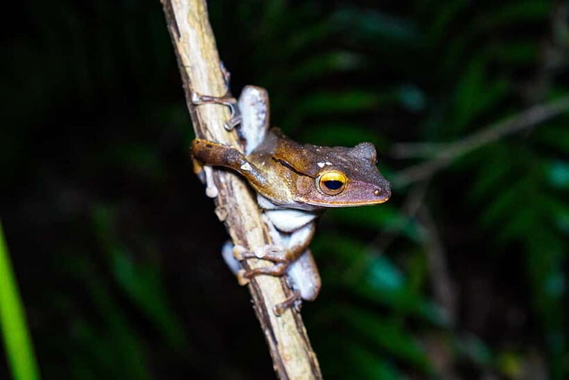 Jungle Night Walk - Explore Phong Nhas Nocturnal Nature - What is the Jungle Night Walk in Phong Nha?