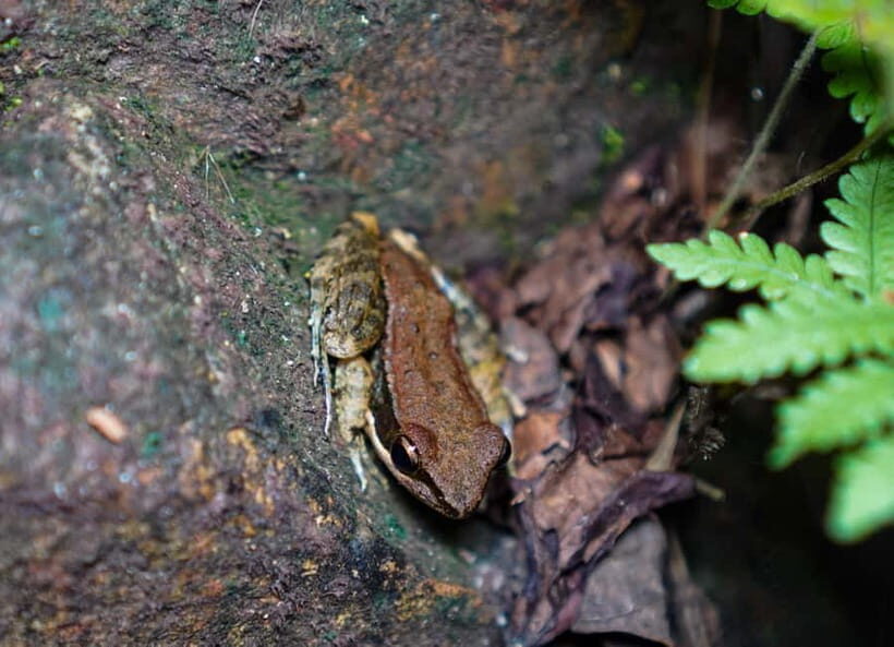 Jungle Night Walk - Explore Phong Nhas Nocturnal Nature - The Itinerary and What You Can Expect