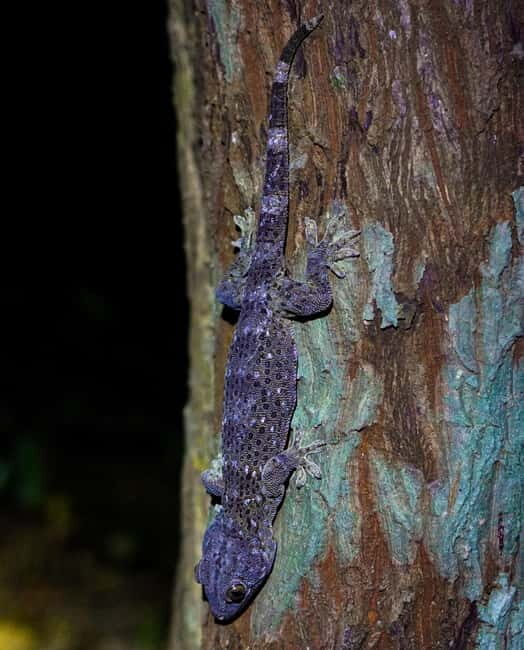 Jungle Night Walk - Explore Phong Nhas Nocturnal Nature - Practical Tips for Your Night Walk