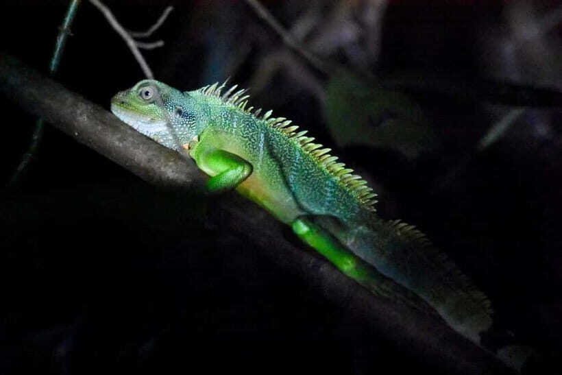 Jungle Night Walk - Explore Phong Nhas Nocturnal Nature - FAQ