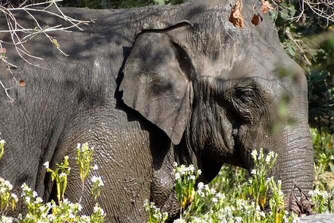 Jungle safari near Rishikesh inside Rajaji National Park - Is This Tour Worth It?