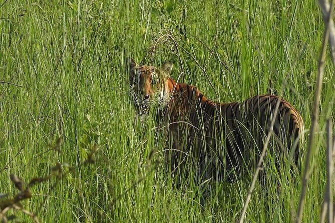 Jungle Safari Tour in Chitwan National Park - What to Expect from the Jungle Safari Tour