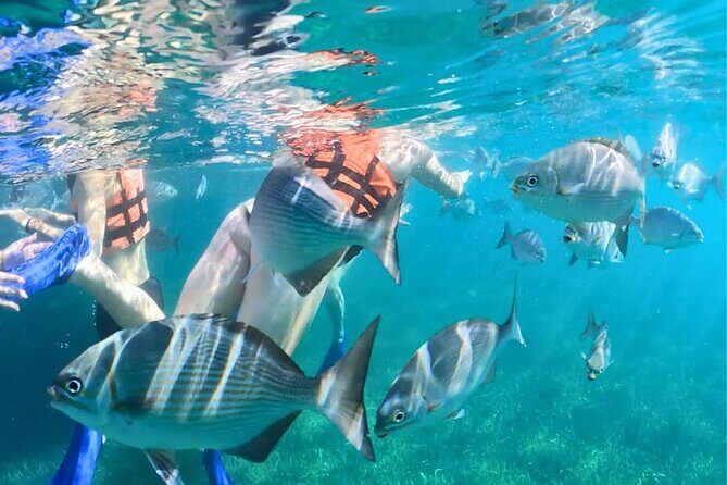 Jungle Speedboat, Mayan Show and Snorkeling Combo - Who Is This Tour Best For?