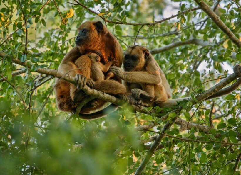 Jungle Tambopata 2D |Monkey Island + Search for alligators| - Exploring the Itinerary: What to Expect