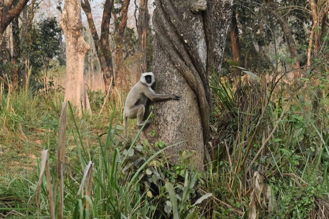 Jungle Towernight Stay: 4-Day Tour in Chitwan National Park - Why This Tour Stands Out