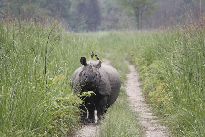 Jungle Towernight Stay In Chitwan National Park ,nepal-2 Nights 3 Days Package - Who Will Love This Tour?