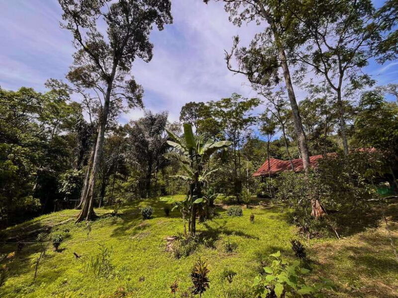 Jungle Trek including stay Batu Ridi Jungle - The Value of the Experience