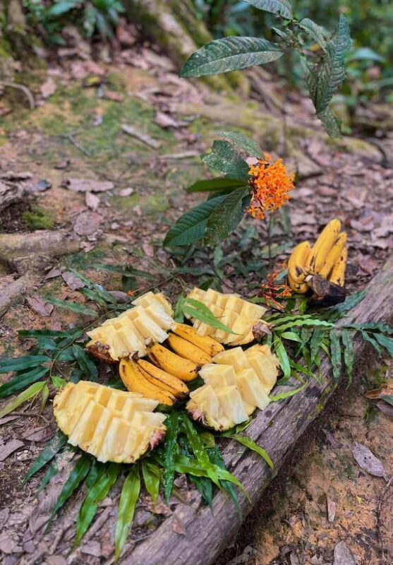 Jungle Trek including stay Batu Ridi Jungle - Practical Tips for Travelers