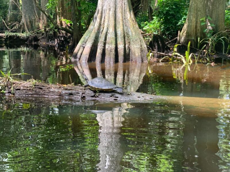 Jupiter: Wild and Scenic Loxahatchee River Kayak Tour - Exploring the Loxahatchee River: A Natural Jewel