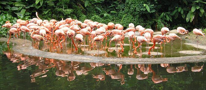 Jurong Bird Park Bird Photography - Exploring the Tour Details