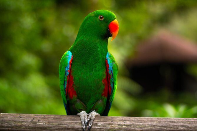 Jurong Bird Park Bird Photography - What We Love About This Tour