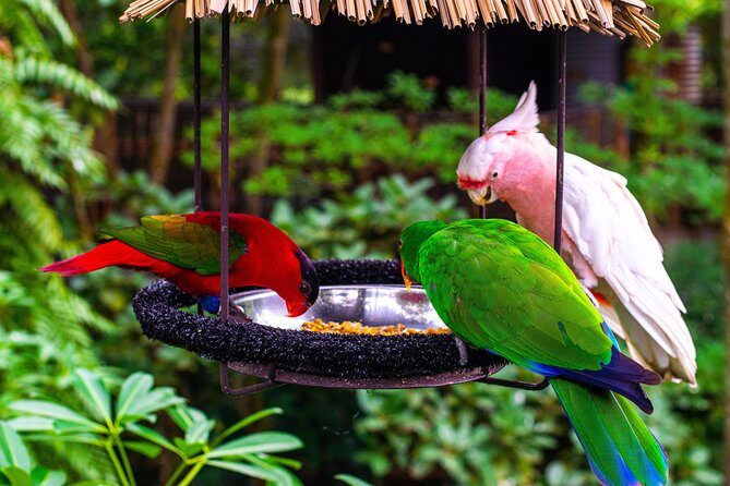 Jurong Bird Park Bird Photography - FAQ
