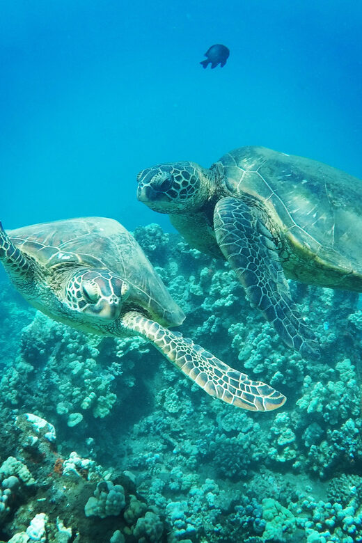 Ka'anapali Beach: Coral Reef Snorkel and Turtle Spotting - Authentic Marine Encounters and Family-Friendly Fun