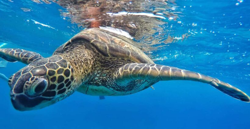 Ka'anapali Beach: Coral Reef Snorkel and Turtle Spotting - Practical Tips for the Best Experience