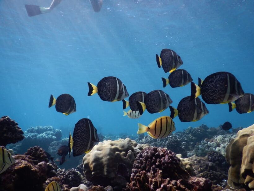 Ka'anapali Beach: Coral Reef Snorkel and Turtle Spotting - Who Should Book This Tour?