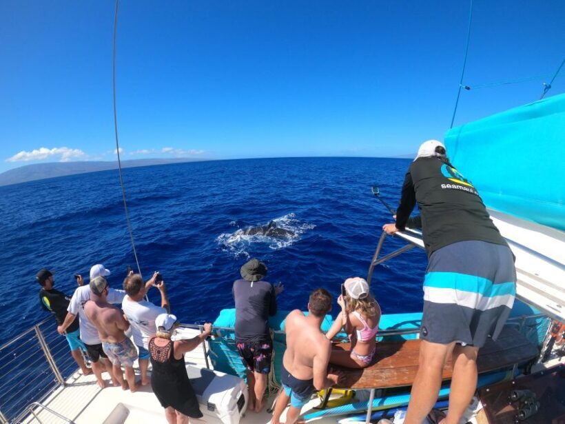 Kaanapali: Whale Watching Cruise with Open Bar - FAQ