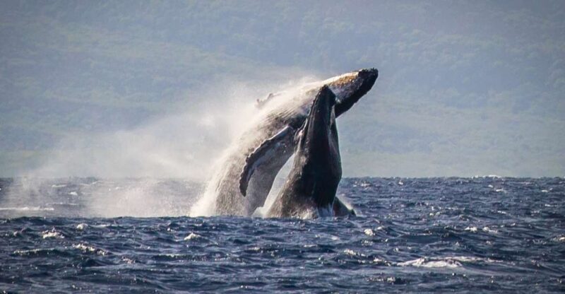 Kaanapali: Whale Watching Cruise with Open Bar - The Itinerary: What to Expect Step-by-Step