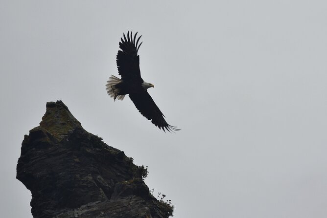 Kachemak Bay Wildlife Tour - Tour Options