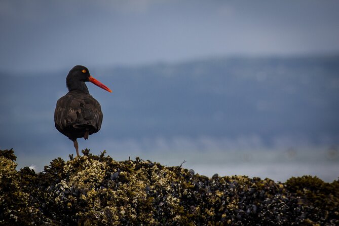 Kachemak Bay Wildlife Tour - Accessibility and Transportation
