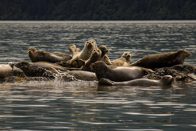 Kachemak Bay Wildlife Tour - Recommendations and Feedback