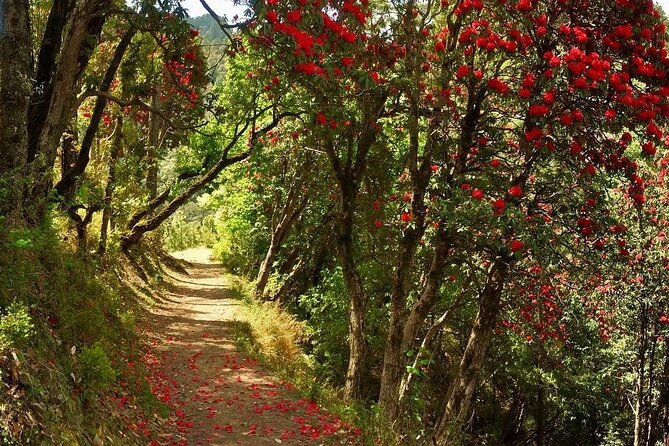 Kaflani Day Hike - Mussoorie - Why This Hike Offers Great Value