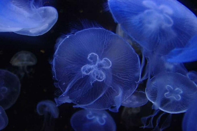 Kagoshima Aquarium Admission Ticket - Who Will Love This Experience?