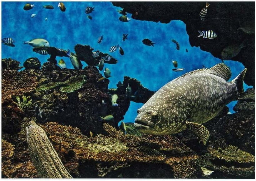 Kagoshima Aquarium Admission Ticket - FAQ