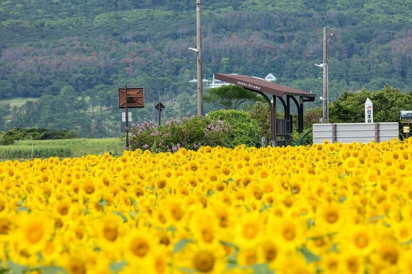 Kagoshima: Ibusuki City and Mount Kaimon Day Tour - Key Points