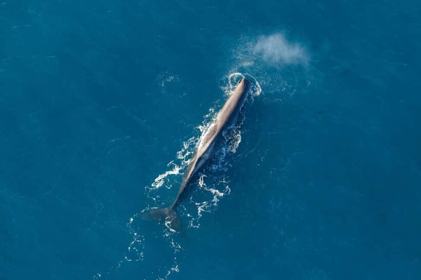 Kaikoura: 1-Hour Whale Watching Helicopter Tour - Aerial Adventure in Kaikoura: The 1-Hour Whale Watching Helicopter Tour