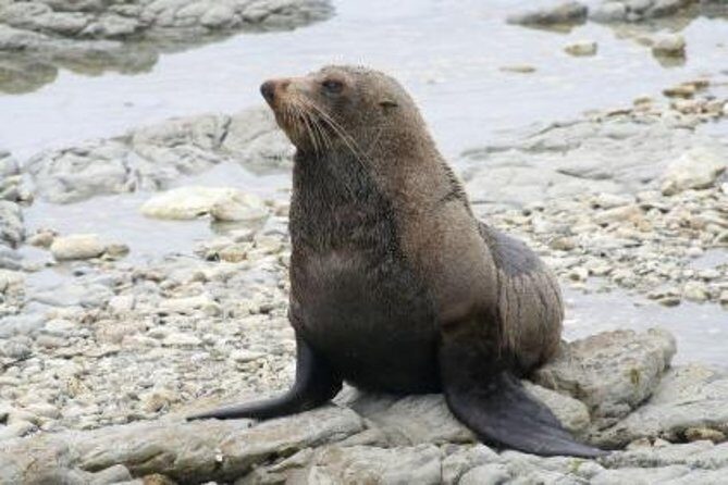 Kaikoura Albatross Encounter Tour from Christchurch - The Boat Ride: Close Encounters and Practicalities