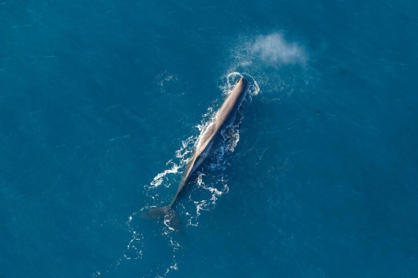Kaikoura: Extended Flight Whale Watching & Mountain Tour - An In-Depth Look at the Experience