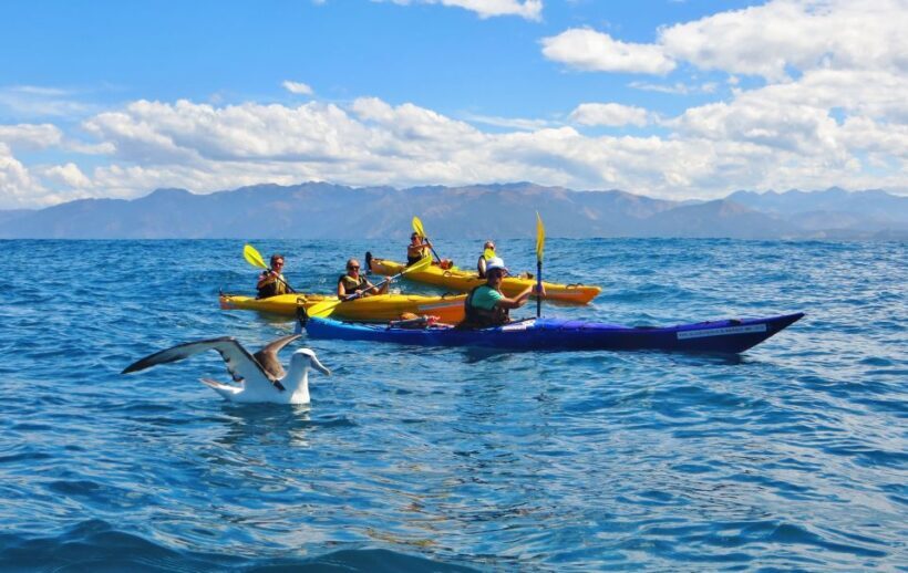 Kaikoura: Half-Day Wildlife Kayaking Tour - An In-Depth Look at the Kaikoura Wildlife Kayaking Experience
