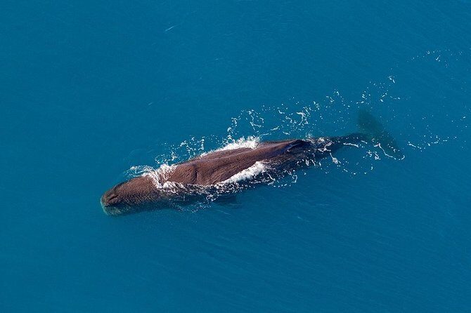 Kaikoura Helicopters Classic Whale Watch - Who Should Consider This Tour?