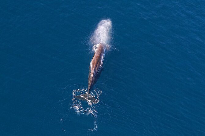 Kaikoura Helicopters Extended Whale Watch flight - An In-Depth Look at the Kaikoura Helicopter Whale Watch