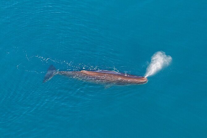 Kaikoura Helicopters Extended Whale Watch flight - The Sum Up