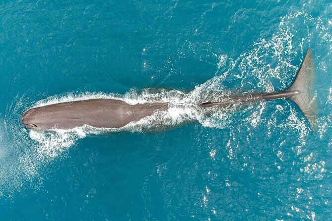Kaikoura Helicopters Grand Alpine Helicopter Tour - The Sum Up