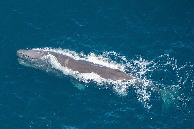 Kaikoura Helicopters Top n Tail Whale Watch flight - Why This Helicopter Tour Stands Out