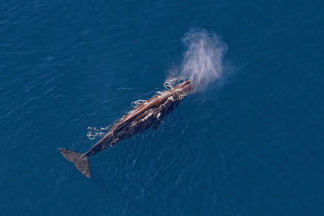 Kaikoura Helicopters Top n Tail Whale Watch flight - Who Will Love This Tour?