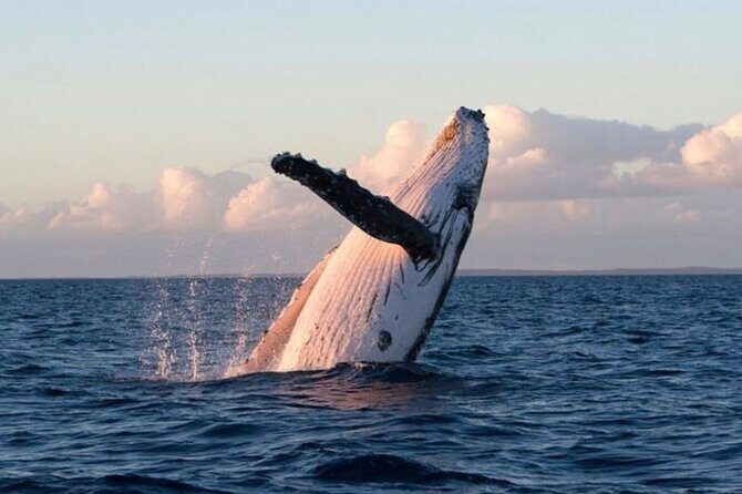 Kaikoura Private Whale Watching Day Trip from Christchurch - A Closer Look at the Experience