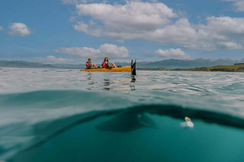 Kaikoura: Seal-Watching Pedal Kayak Tour - A Deep Dive into the Experience