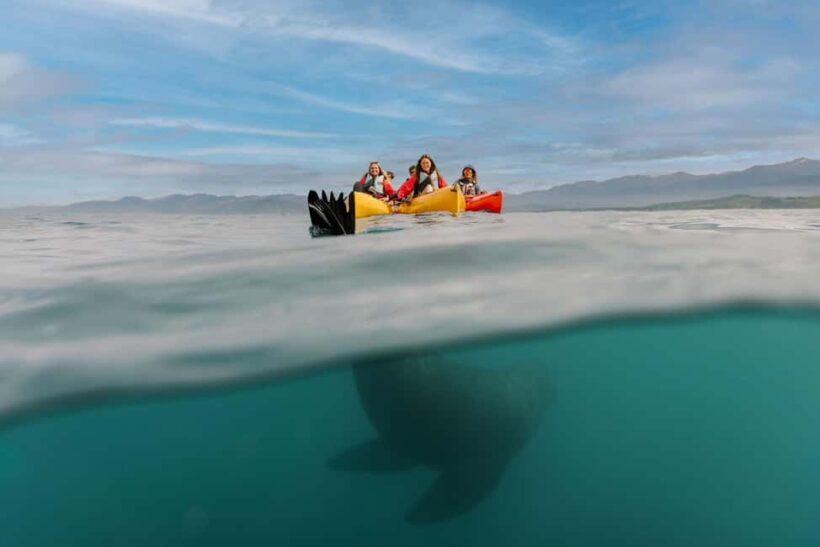Kaikoura: Seal-Watching Pedal Kayak Tour - Who Will Love This Tour?