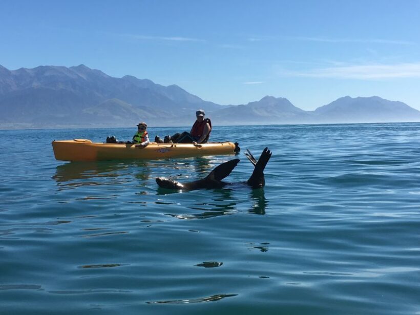 Kaikoura: Seal-Watching Pedal Kayak Tour - Final Thoughts