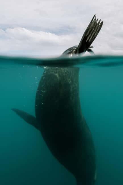 Kaikoura: Seal-Watching Pedal Kayak Tour - FAQs
