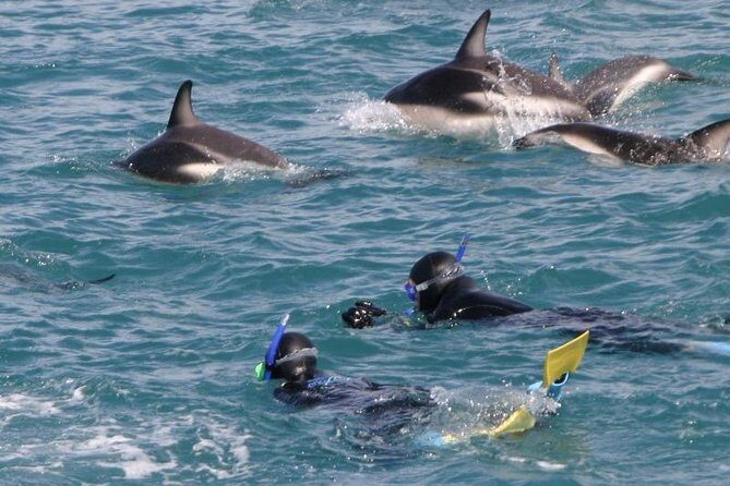 Kaikoura Swim with Dolphins Tour from Christchurch - The Sum Up