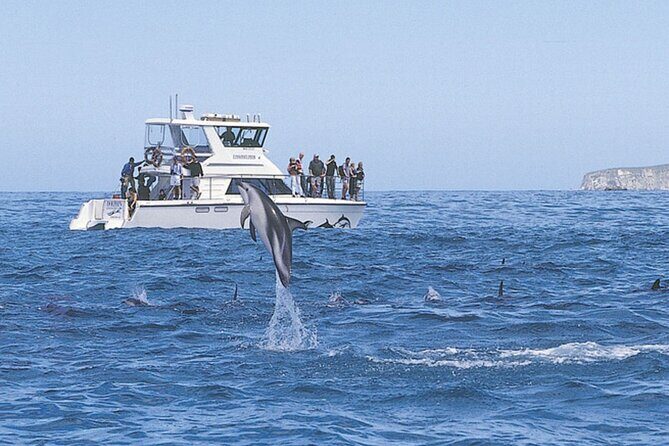 Kaikoura Whale and Dolphin Overnight Tour from Christchurch - The Itinerary: What You Can Expect