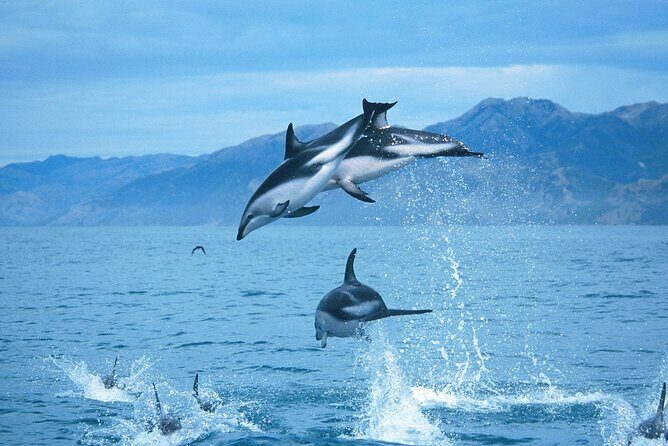 Kaikoura Whale and Dolphin Overnight Tour from Christchurch - Authentic Experiences and Traveler Feedback