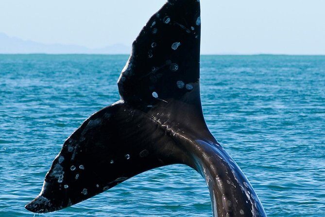 Kaikoura Whale Watch Day Tour from Christchurch - Optional Stop: Wine Tasting in North Canterbury
