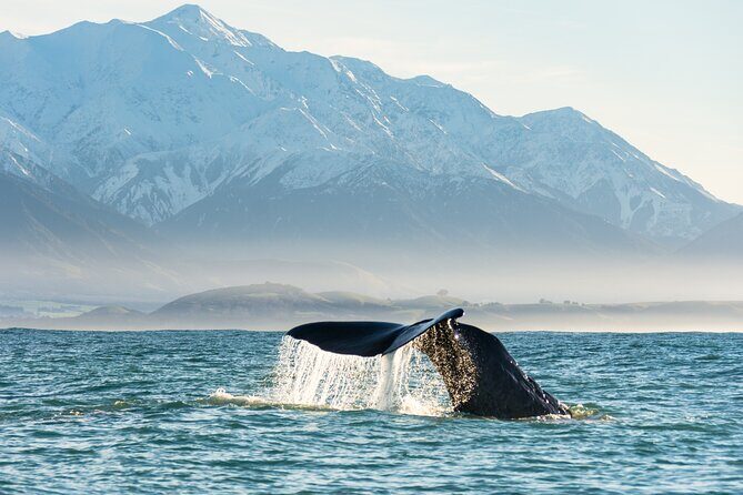 Kaikoura Whale Watch Day Tour from Christchurch - Final Thoughts: Who Will Love This Tour?
