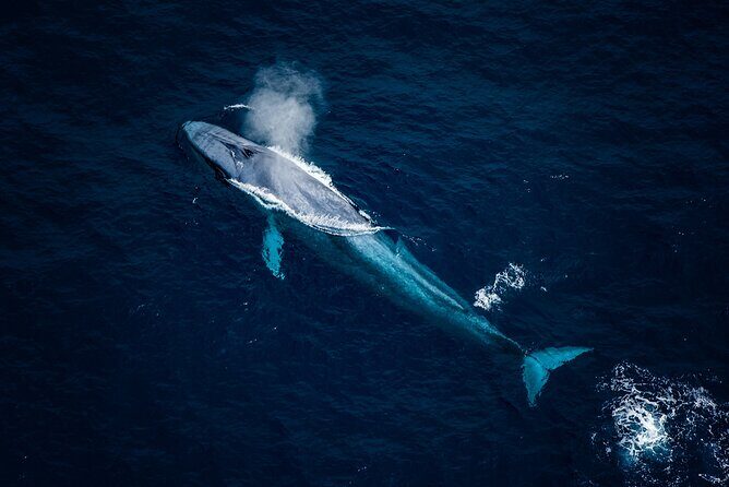 Kaikoura Whale Watching - 45 Minute Ocean Safari - An Honest Look at the Kaikoura Whale Watching - 45 Minute Ocean Safari