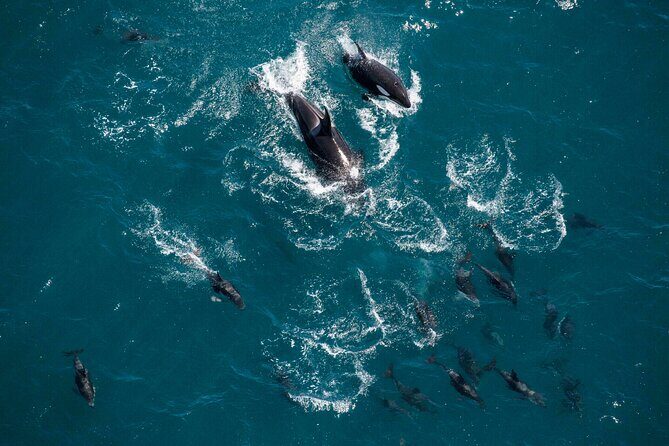 Kaikoura Whale Watching - 45 Minute Ocean Safari - The Practical Aspects